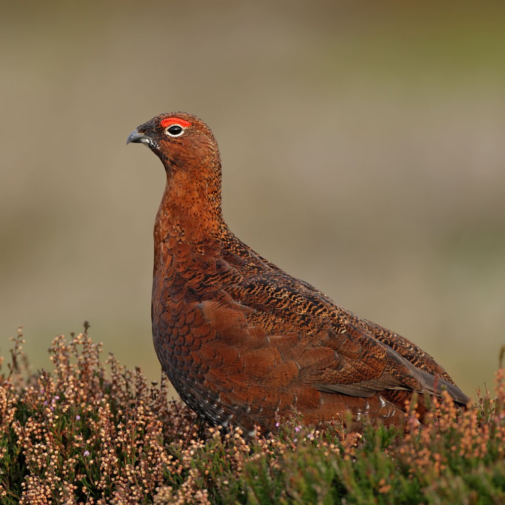 red-grouse - Frith Lodge Keld